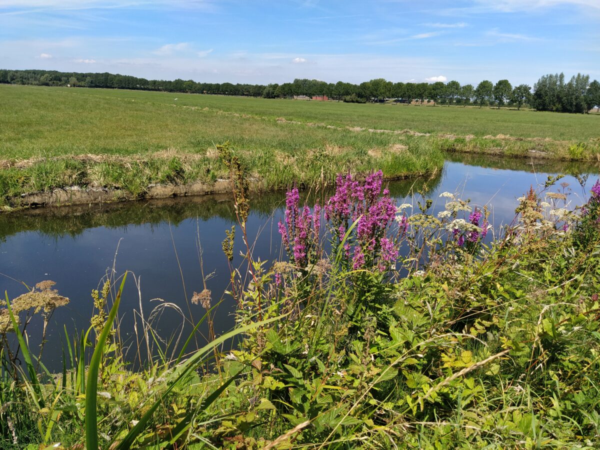 Waterschappen: ‘Pauze en versnellen? Draai de waterknop open’ – CIVIELE ...